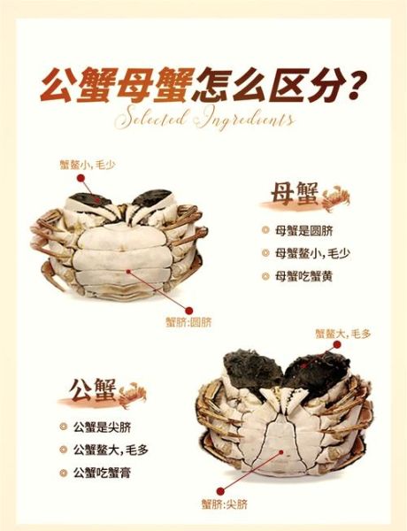 螃蟹哪些地方可以吃_哪些部位不能吃-第3张图片-山城妙识