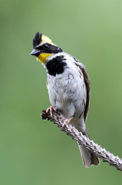 黄喉是什么部位_黄喉是哪个动物身上的-第1张图片-山城妙识