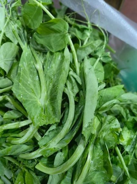 清炒豌豆尖怎么做_清炒豌豆尖要焯水吗-第3张图片-山城妙识