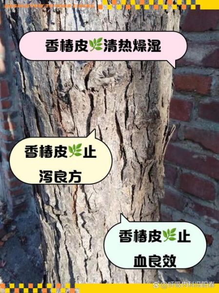 香椿树皮熬水治皮肤病有效吗_怎么用-第1张图片-山城妙识