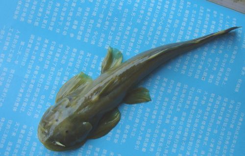 中国鲶鱼品种大全图片_哪种最好吃-第2张图片-山城妙识 中国鲶鱼品种大全图片_哪种最好吃-第2张图片-山城妙识