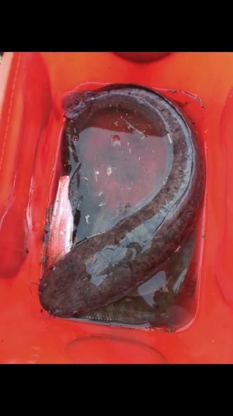 中国鲶鱼品种大全图片_哪种最好吃-第3张图片-山城妙识 中国鲶鱼品种大全图片_哪种最好吃-第3张图片-山城妙识