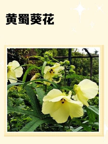 黄蜀葵花怎么吃_黄蜀葵花泡水喝的正确方法-第1张图片-山城妙识 黄蜀葵花怎么吃_黄蜀葵花泡水喝的正确方法-第1张图片-山城妙识