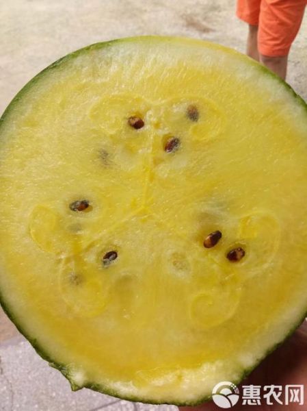 特小凤西瓜为什么黄瓤_特小凤西瓜产地哪里-第3张图片-山城妙识 特小凤西瓜为什么黄瓤_特小凤西瓜产地哪里-第3张图片-山城妙识
