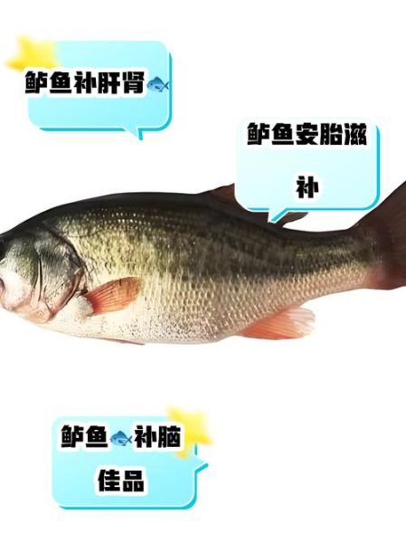 鲈鱼的功效与作用_鲈鱼哪些人不能吃-第1张图片-山城妙识