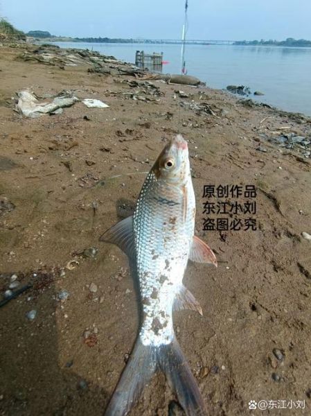 鲮鱼多少钱一斤_鲮鱼价格为什么波动这么大-第2张图片-山城妙识