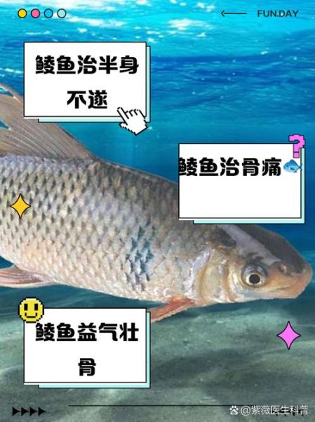 鲮鱼多少钱一斤_鲮鱼价格为什么波动这么大-第3张图片-山城妙识