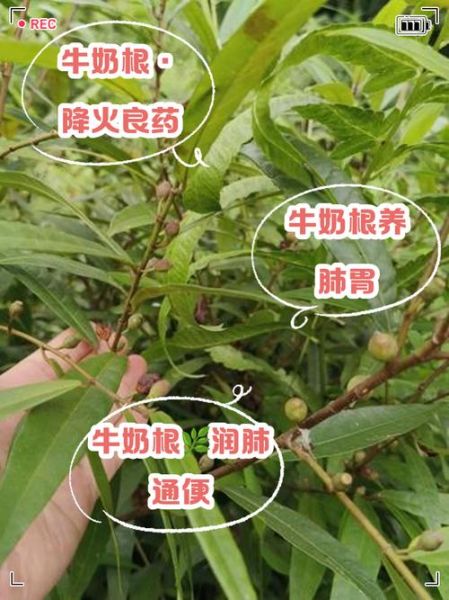 牛奶根煲汤禁忌_什么人不能喝-第2张图片-山城妙识