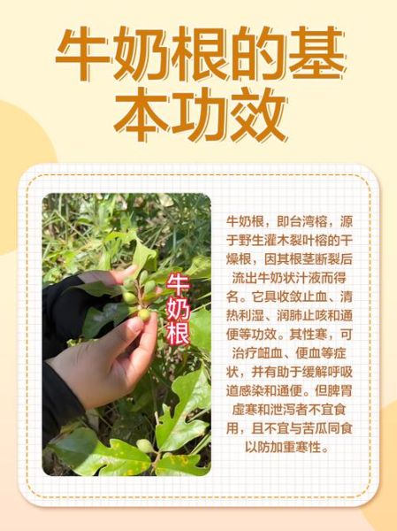 牛奶根煲汤禁忌_什么人不能喝-第1张图片-山城妙识