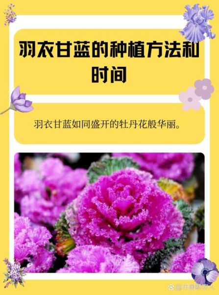 羽衣甘蓝怎么种_羽衣甘蓝种植时间和方法-第2张图片-山城妙识