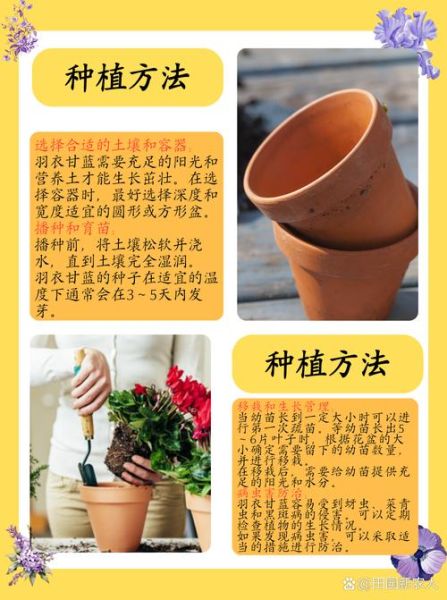 羽衣甘蓝怎么种_羽衣甘蓝种植时间和方法-第1张图片-山城妙识