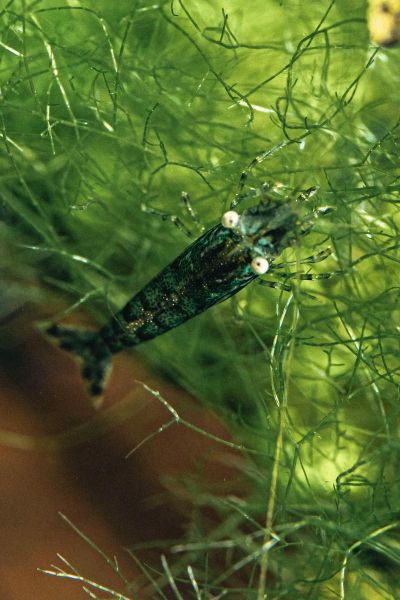 黑壳虾吃什么_黑壳虾多久喂一次-第1张图片-山城妙识 黑壳虾吃什么_黑壳虾多久喂一次-第1张图片-山城妙识