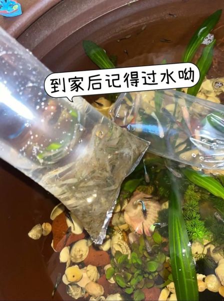 黑壳虾吃什么_黑壳虾多久喂一次-第2张图片-山城妙识 黑壳虾吃什么_黑壳虾多久喂一次-第2张图片-山城妙识