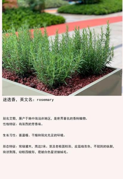 迷迭香的花语是什么_迷迭香代表什么意义-第2张图片-山城妙识 迷迭香的花语是什么_迷迭香代表什么意义-第2张图片-山城妙识