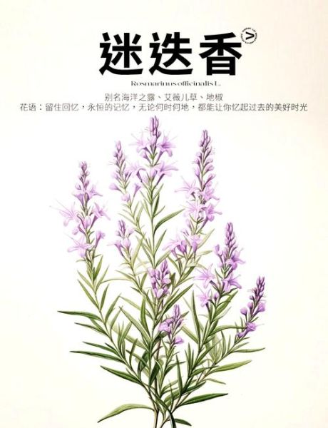 迷迭香的花语是什么_迷迭香代表什么意义-第3张图片-山城妙识 迷迭香的花语是什么_迷迭香代表什么意义-第3张图片-山城妙识