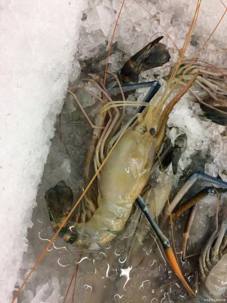 黑壳虾吃什么_黑壳虾多久喂一次-第3张图片-山城妙识 黑壳虾吃什么_黑壳虾多久喂一次-第3张图片-山城妙识