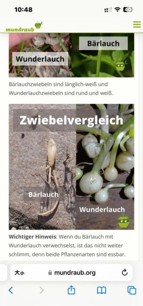 野韭菜长什么样子_野韭菜和韭菜的区别-第1张图片-山城妙识