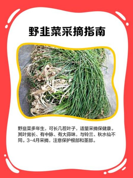 野韭菜长什么样子_野韭菜和韭菜的区别-第2张图片-山城妙识