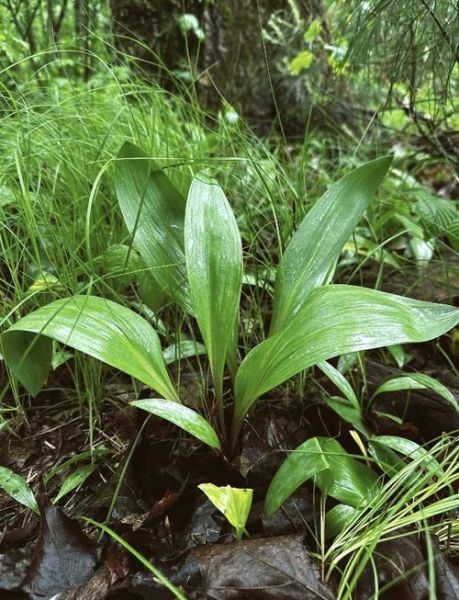 野韭菜长什么样子_野韭菜和韭菜的区别-第3张图片-山城妙识