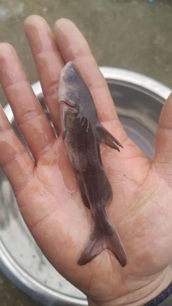 长江鮰鱼是什么鱼_长江鮰鱼多少钱一斤-第1张图片-山城妙识 长江鮰鱼是什么鱼_长江鮰鱼多少钱一斤-第1张图片-山城妙识