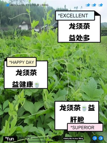 龙须草的功效与作用_龙须草泡水喝有什么好处-第2张图片-山城妙识 龙须草的功效与作用_龙须草泡水喝有什么好处-第2张图片-山城妙识