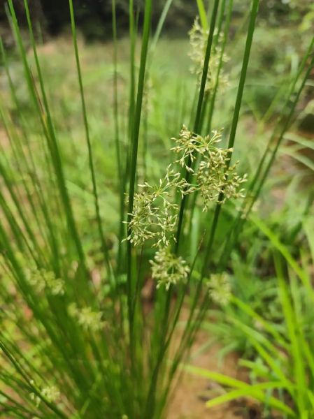 龙须草的功效与作用_龙须草泡水喝有什么好处-第3张图片-山城妙识 龙须草的功效与作用_龙须草泡水喝有什么好处-第3张图片-山城妙识