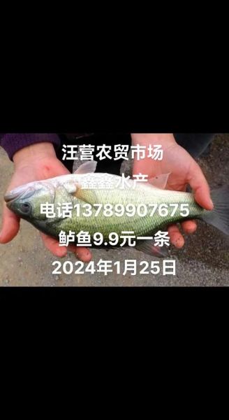 2020年鲈鱼多少钱一斤_鲈鱼价格走势-第1张图片-山城妙识 2020年鲈鱼多少钱一斤_鲈鱼价格走势-第1张图片-山城妙识