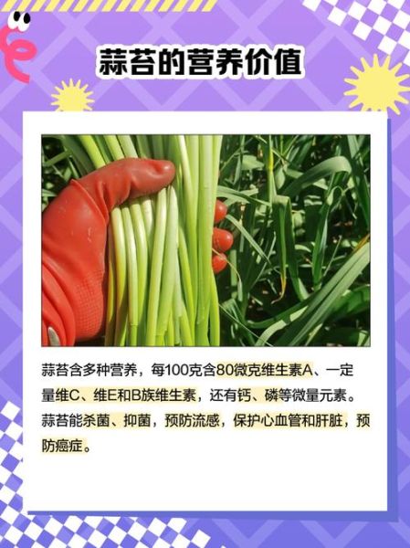 蒜薹和蒜苔的读音一样吗_蒜薹蒜苔哪个正确-第2张图片-山城妙识