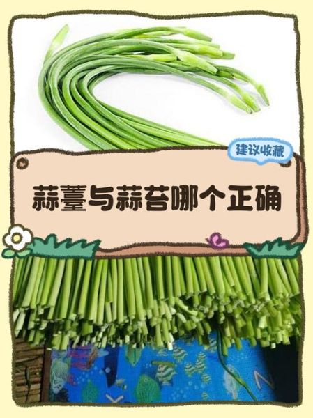 蒜薹和蒜苔的读音一样吗_蒜薹蒜苔哪个正确-第1张图片-山城妙识