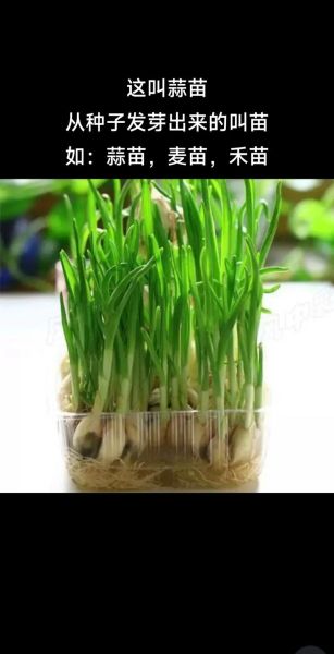 蒜薹和蒜苔的读音一样吗_蒜薹蒜苔哪个正确-第3张图片-山城妙识