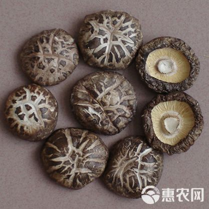 花菇产地在哪里_花菇哪里产的最好-第1张图片-山城妙识