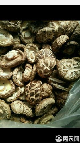 花菇产地在哪里_花菇哪里产的最好-第3张图片-山城妙识