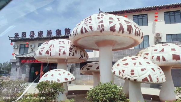 花菇产地在哪里_花菇哪里产的最好-第2张图片-山城妙识