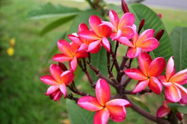 鸡蛋花别名有哪些_鸡蛋花为什么叫缅栀子-第3张图片-山城妙识
