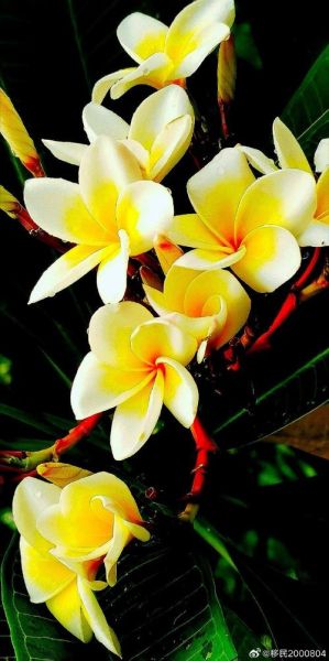 鸡蛋花别名有哪些_鸡蛋花为什么叫缅栀子-第1张图片-山城妙识