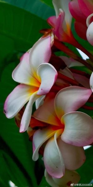 鸡蛋花别名有哪些_鸡蛋花为什么叫缅栀子-第2张图片-山城妙识