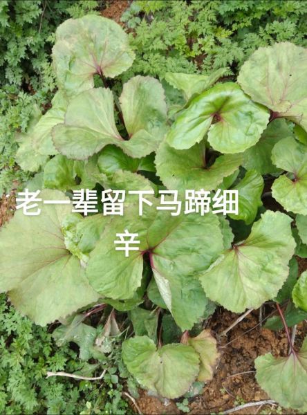 马蹄图片_马蹄的功效与作用-第2张图片-山城妙识