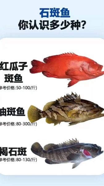 野生石斑鱼多少钱一斤_野生石斑鱼价格为什么贵-第2张图片-山城妙识 野生石斑鱼多少钱一斤_野生石斑鱼价格为什么贵-第2张图片-山城妙识