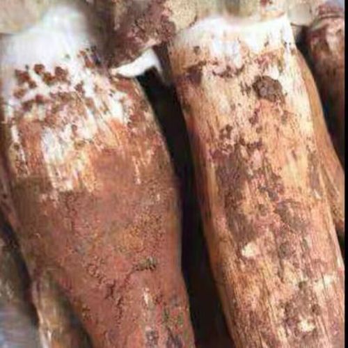 鸡枞菌种植条件_鸡枞菌怎么种-第2张图片-山城妙识