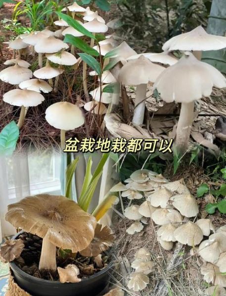 鸡枞菌种植条件_鸡枞菌怎么种-第1张图片-山城妙识