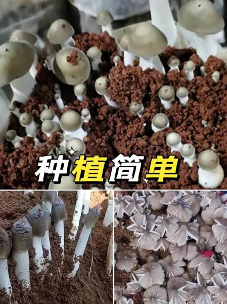 鸡枞菌种植条件_鸡枞菌怎么种-第3张图片-山城妙识