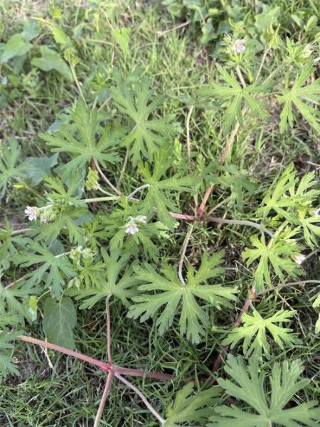 老鸹头是什么_老鸹头怎么治-第2张图片-山城妙识