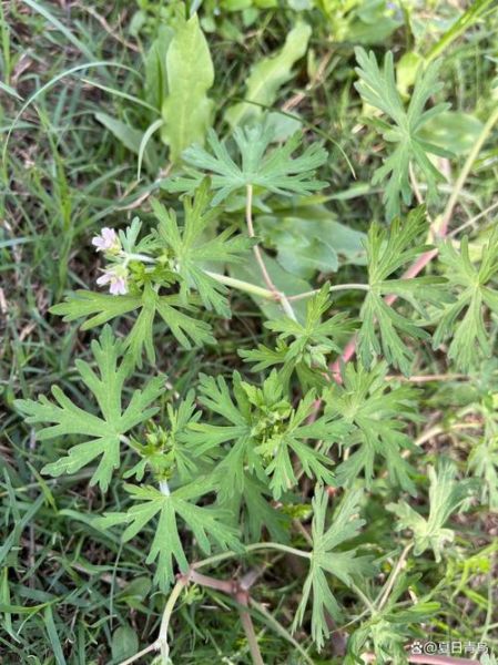 老鸹头是什么_老鸹头怎么治-第3张图片-山城妙识