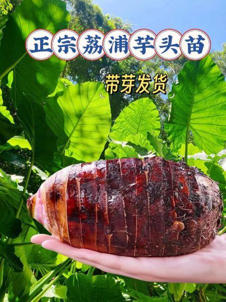 清蒸荔浦芋头怎么做_荔浦芋头蒸多久才软糯-第3张图片-山城妙识