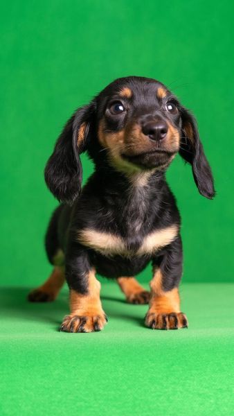 腊肠犬为什么不好养_新手养腊肠犬的注意事项-第3张图片-山城妙识 腊肠犬为什么不好养_新手养腊肠犬的注意事项-第3张图片-山城妙识