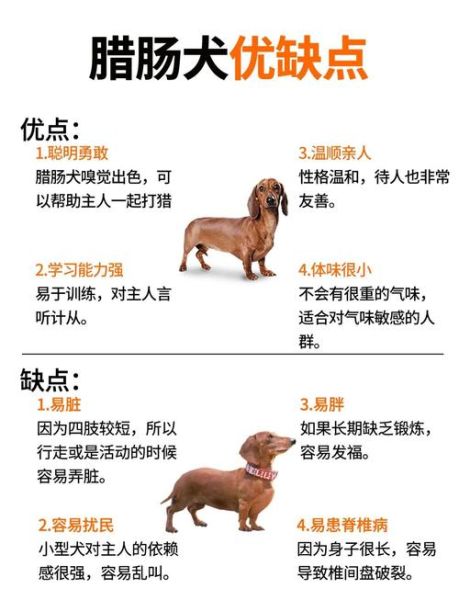 腊肠犬为什么不好养_新手养腊肠犬的注意事项-第2张图片-山城妙识 腊肠犬为什么不好养_新手养腊肠犬的注意事项-第2张图片-山城妙识