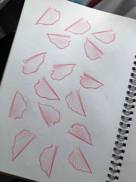 鱼鳍图片怎么画_鱼鳍结构图解-第1张图片-山城妙识 鱼鳍图片怎么画_鱼鳍结构图解-第1张图片-山城妙识