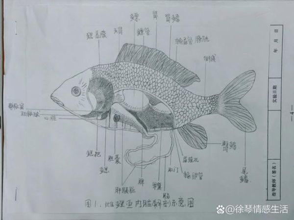 鱼鳍图片怎么画_鱼鳍结构图解-第2张图片-山城妙识 鱼鳍图片怎么画_鱼鳍结构图解-第2张图片-山城妙识