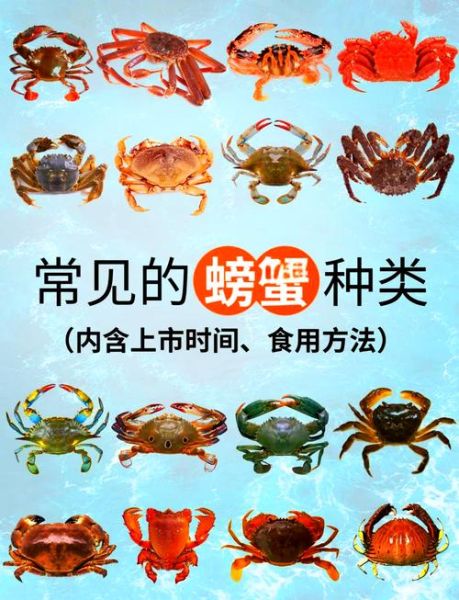 青蟹和梭子蟹的区别_如何挑选最新鲜的螃蟹-第2张图片-山城妙识 青蟹和梭子蟹的区别_如何挑选最新鲜的螃蟹-第2张图片-山城妙识
