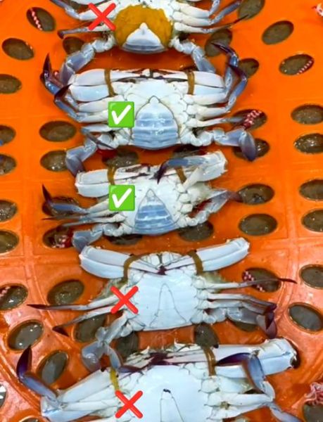 青蟹和梭子蟹的区别_如何挑选最新鲜的螃蟹-第3张图片-山城妙识 青蟹和梭子蟹的区别_如何挑选最新鲜的螃蟹-第3张图片-山城妙识